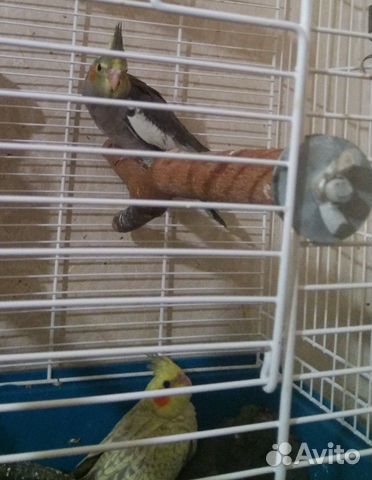 Домашние попугаи,птенцы и взрослые