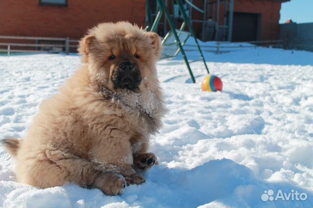 Плюшевое счастье
