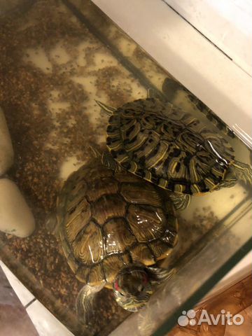 Черепаха красноухая