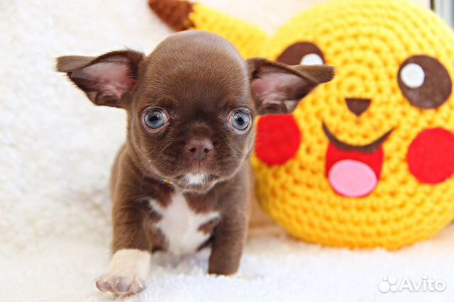 Мальчик шоколад