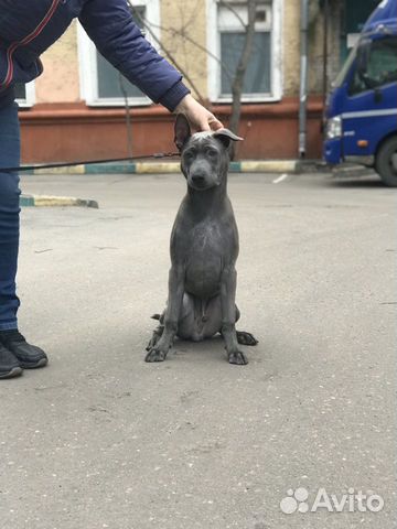 Собака. Тайский риджбек голубые мальчики