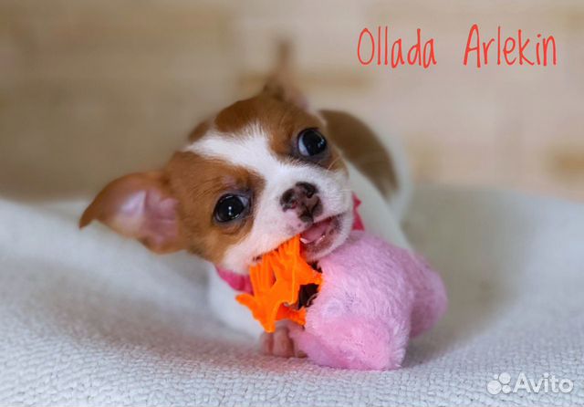 Невероятно забавный, мальчик Чих