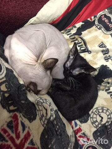 Котёнок канадского сфинкса