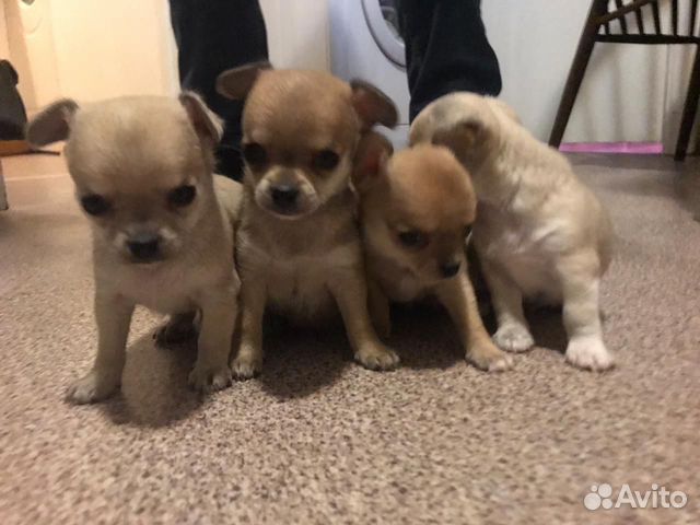 Щенята чихуахуа