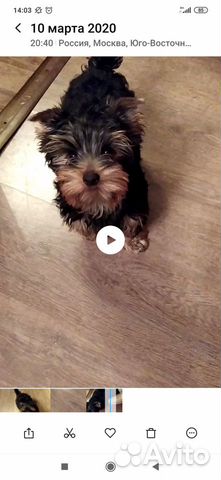 Йоркширский терьер