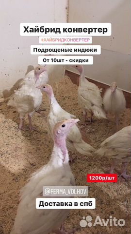 Хайбрид конвертер подрощеные