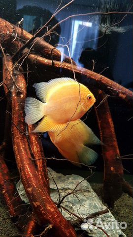 Продам пару северум