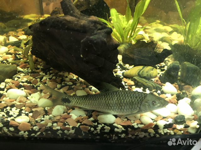 Водорослеед