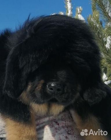 Шикарная девочка тибетский мастиф