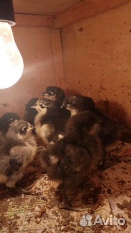 Цыпленок Австралорпы яйцо