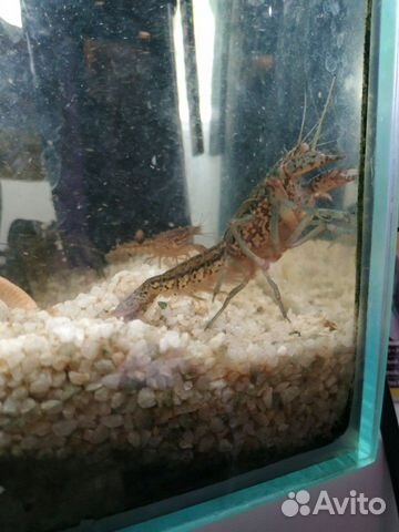 Раки аквариумные