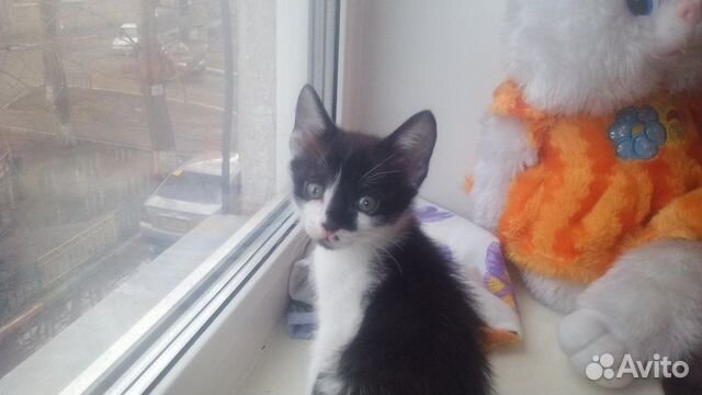 Котёнок в добрые руки