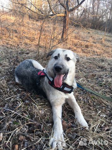 Щенок Алекс в добрые руки