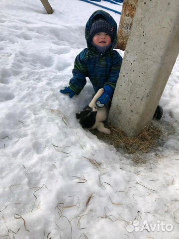 Щенки