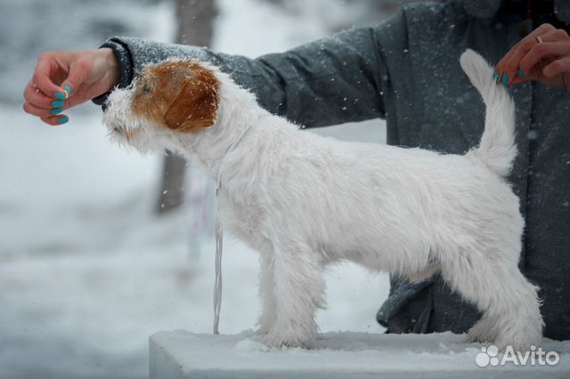 Джек рассел терьер щенок