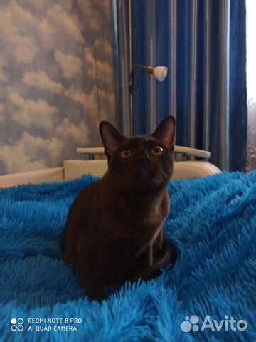 Бурманская