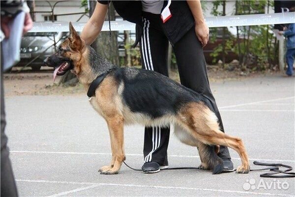 Подростки для выставок, охраны и службы