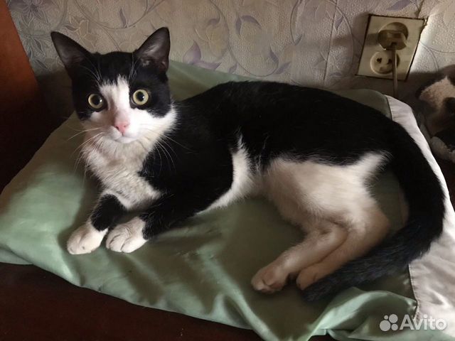 Котенка хотели усыпить, очень нужен дом