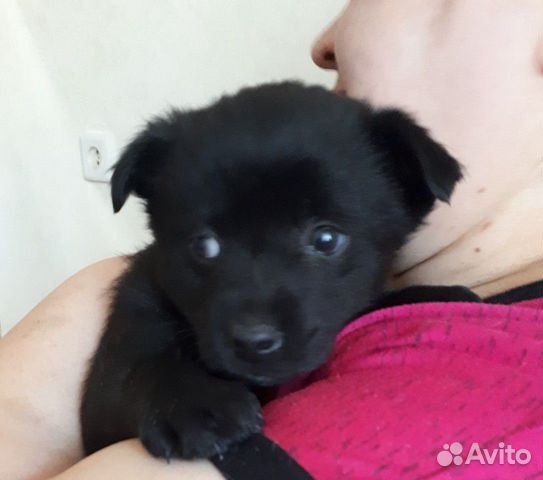 Щенки мелкие мальчики с доставкой