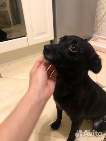 Ищет дом мелкая Собачка Дульсинея