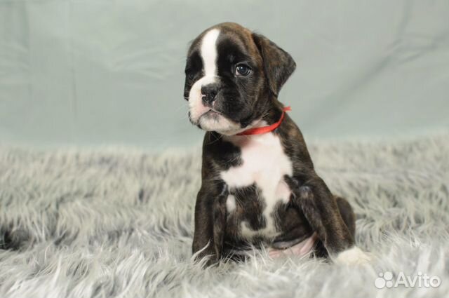 Красивые щенки боксера