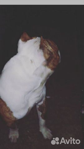 Стаффордшинский терьер