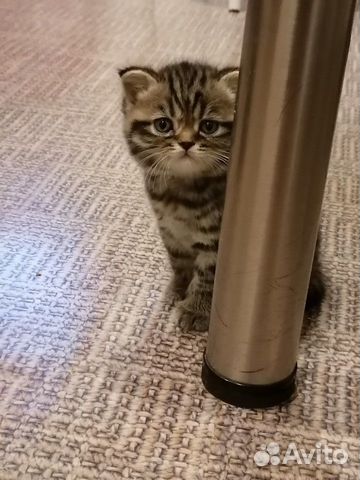 Котенок шотладской породы