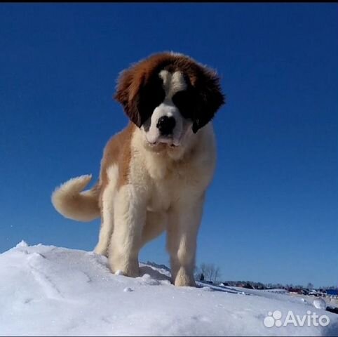 Сенбернар шикарная девочка