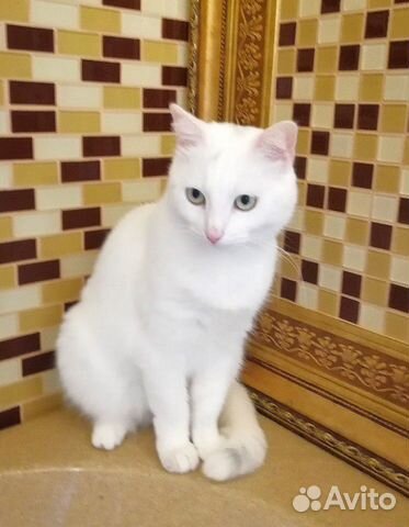 Прекрасная Геля в добрые руки