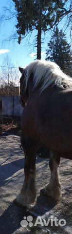 Продам кобылу