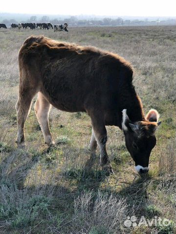 Две тёлки швыци молочной породы и бычок телкам по