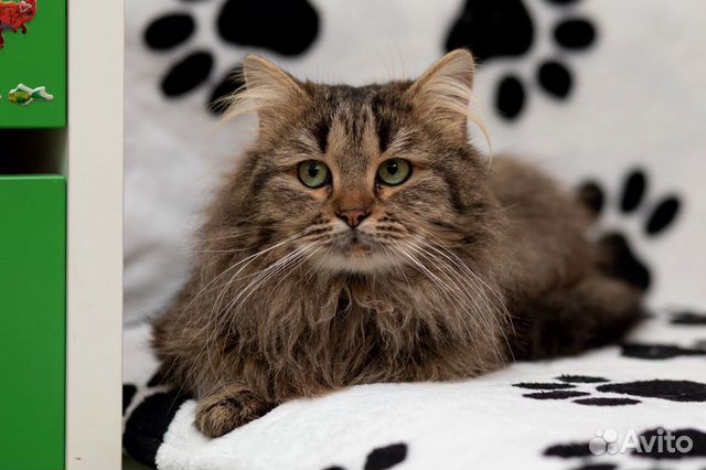 Кот Кнопыч в добрые руки