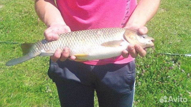 Живая рыба амур в пруд