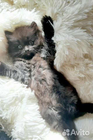 Котята