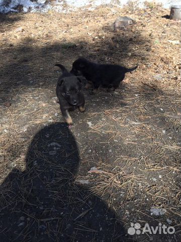 Щенки лапочки