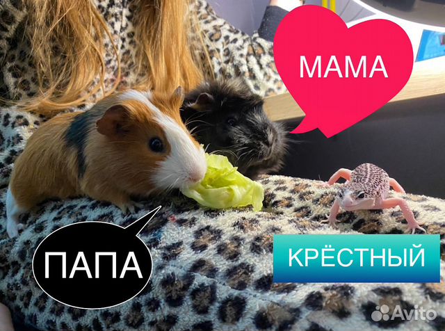 Морские свинки