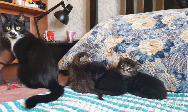 Котята домашние любимцы в добрые руки