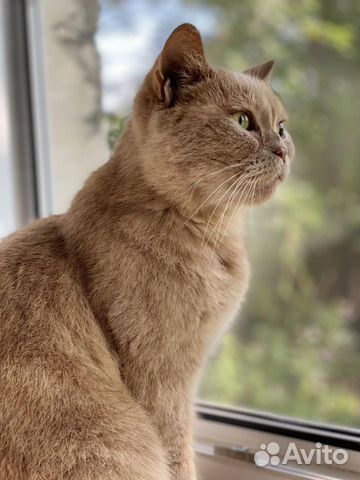 Кот британский