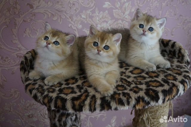 Золотулечки