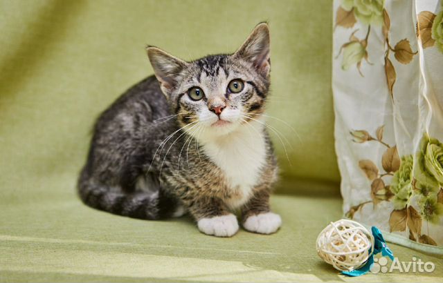 Котёнок Барни