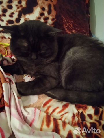 Британская