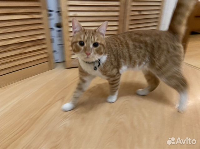 Кот