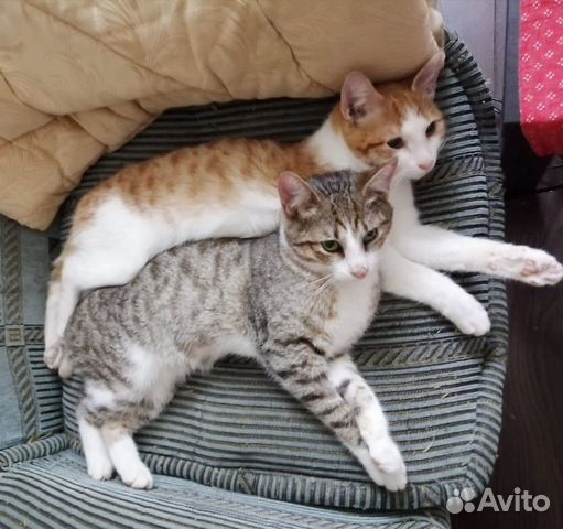 Котейки ищут дом