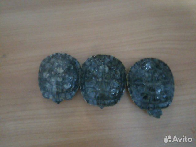 Красно ухие черепахи