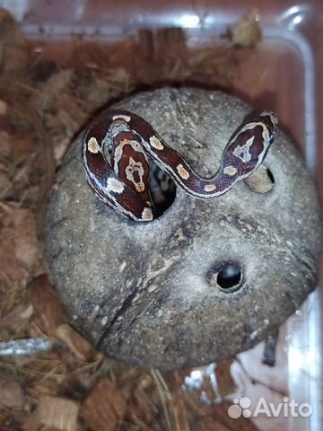 Маисовые полозы продаю