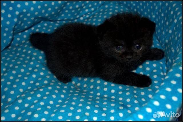 Шотландский котёнок