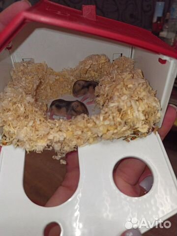 Джунгарские хомячки