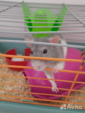 Крысик. Ну то есть крыса-мальчик