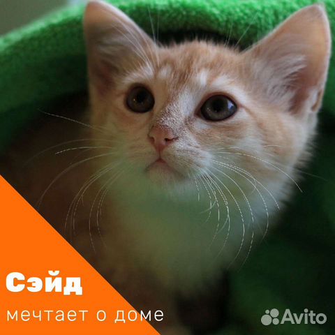 Рыжий котенок Сэйд, 2 месяца, в добрые руки