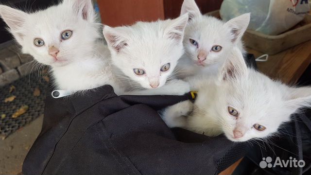 Маленькие котятки 2 мальчика и 2 девочки ищут дом